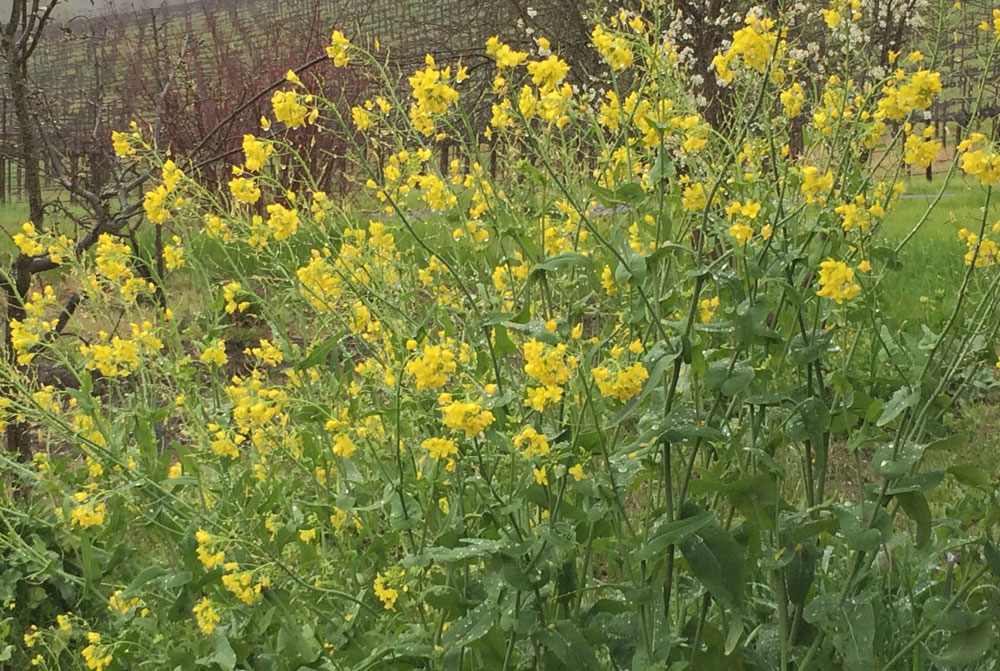 Signs of Spring—Mustard and Bud Break - Wine Road