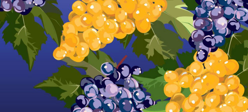 Top 12 Rhône Wines available in wineries on WineRoad