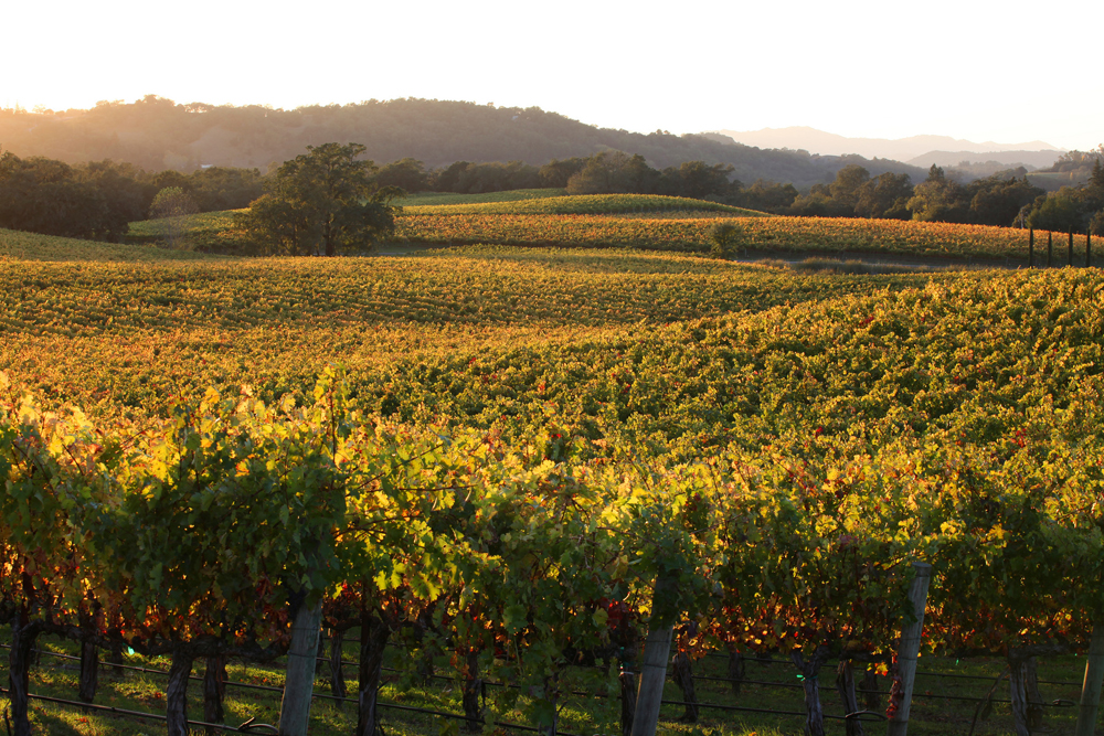 What Does That Mean? Defining Grape Growing Terms - Wine Road