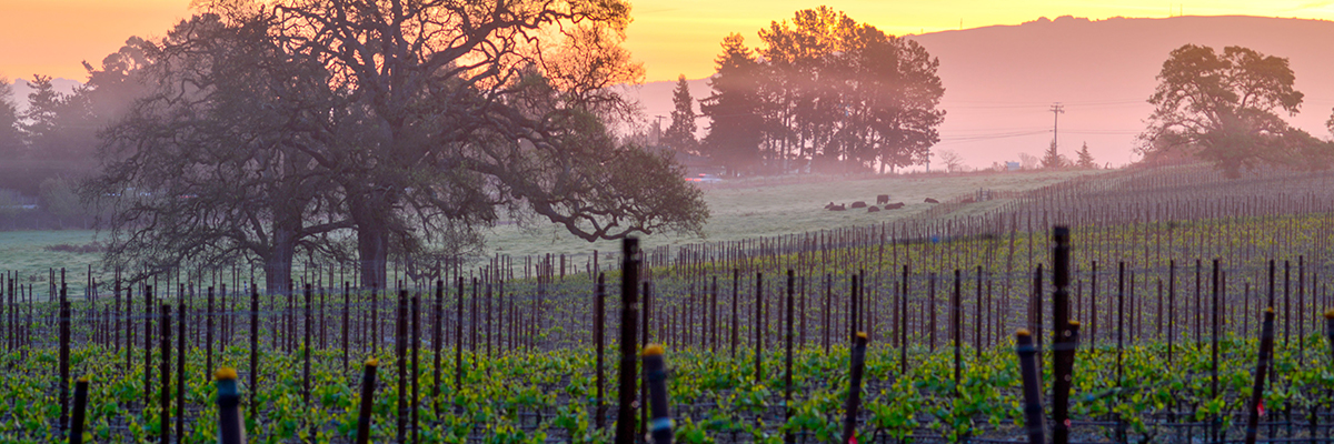Sonoma County Selected Wine Region of the Year - Wine Road